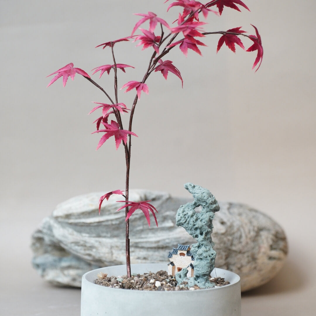 Ronghua DIY Kit | Red Maple Bonsai| Tools Included
